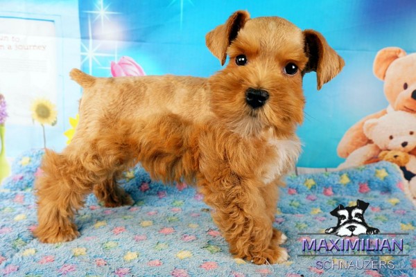 Female Schnauzers