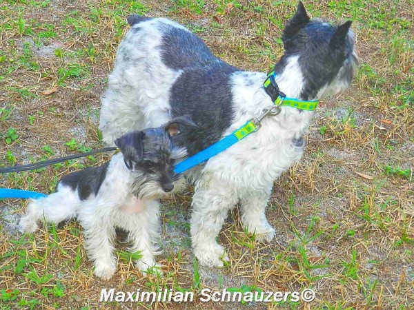 Prices & Sizes - Miniature Schnauzer Puppies For Sale