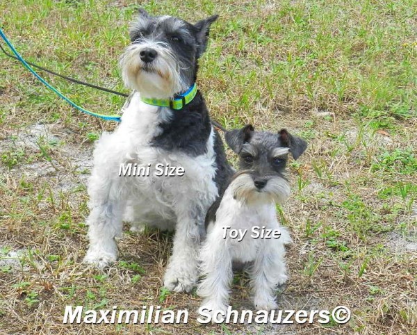 Prices & Sizes - Miniature Schnauzer Puppies For Sale