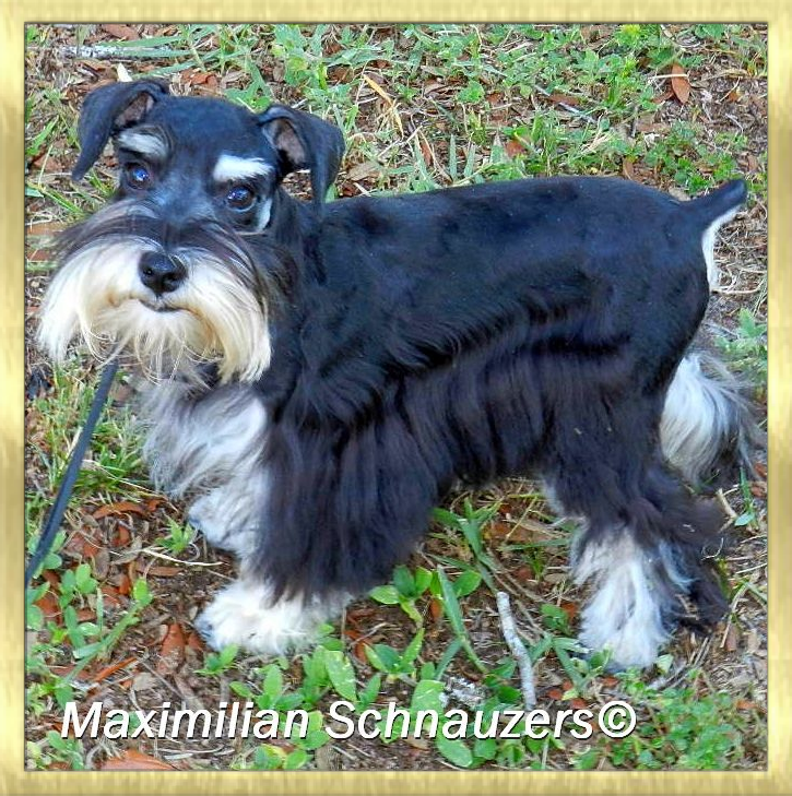 Male Schnauzers