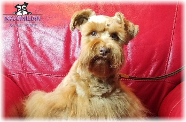 Miniature Schnauzer Puppies For Sale