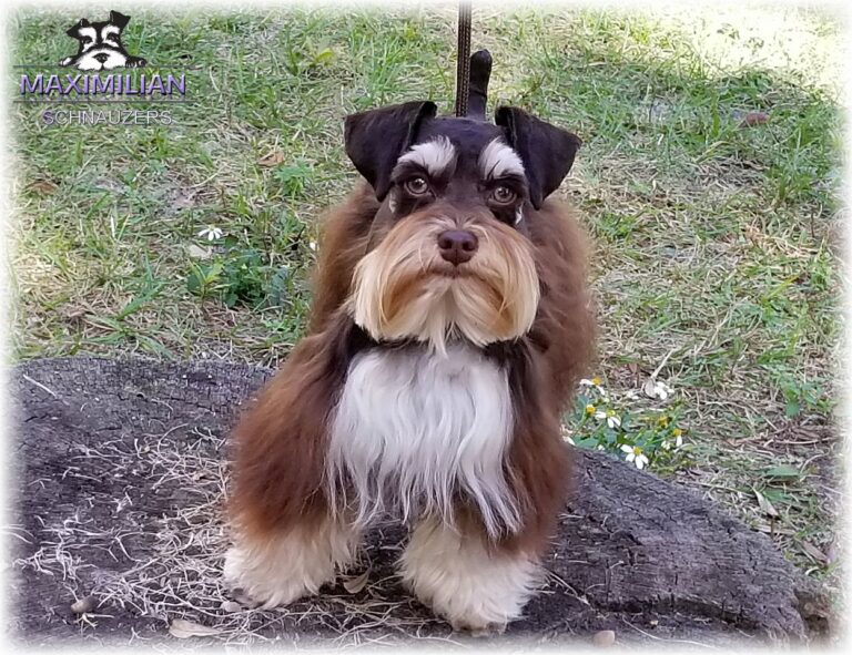 Available Puppies – Miniature Schnauzer Puppies For Sale