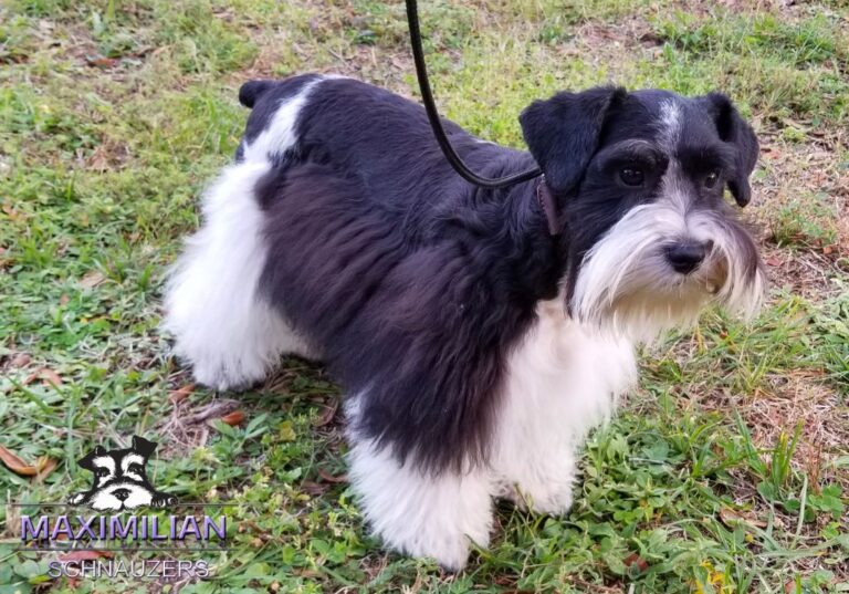 Available Puppies – Miniature Schnauzer Puppies For Sale