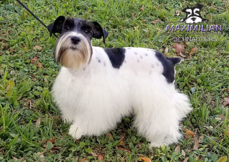 Available Puppies – Miniature Schnauzer Puppies For Sale