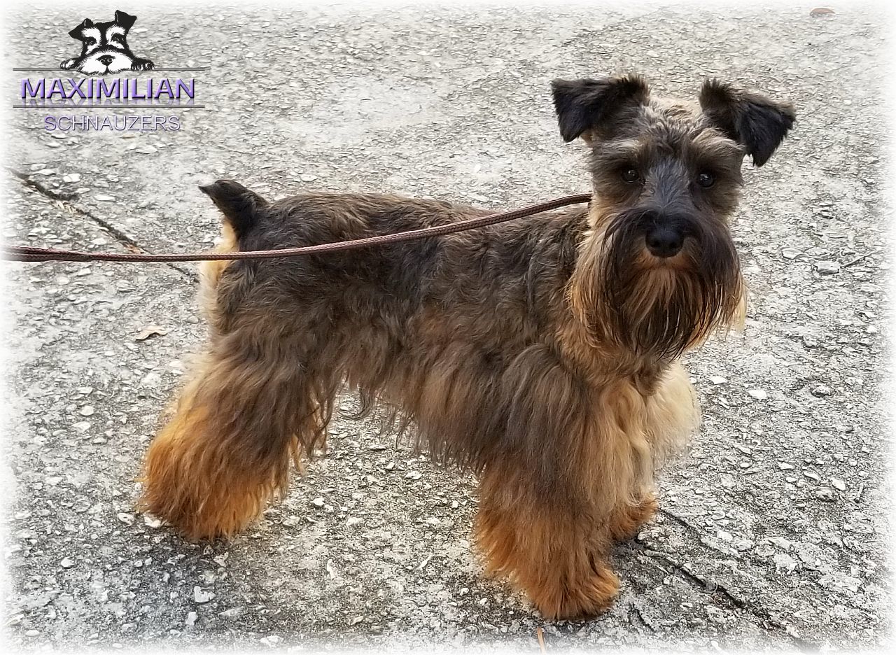 Available Puppies – Miniature Schnauzer Puppies For Sale