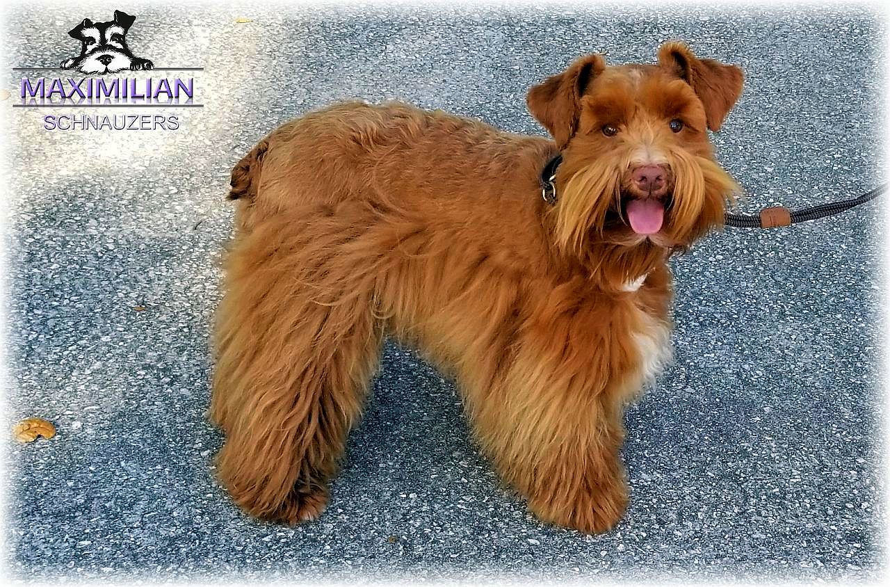 Available Puppies – Miniature Schnauzer Puppies For Sale