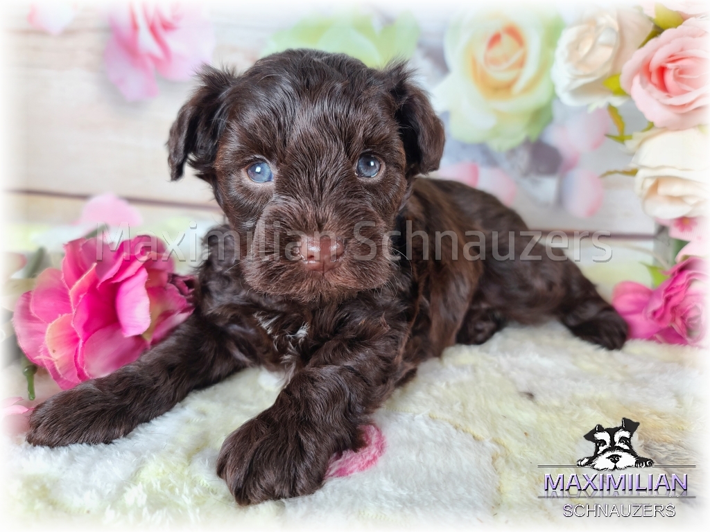 Chocolate Miniature Schnauzer Puppies