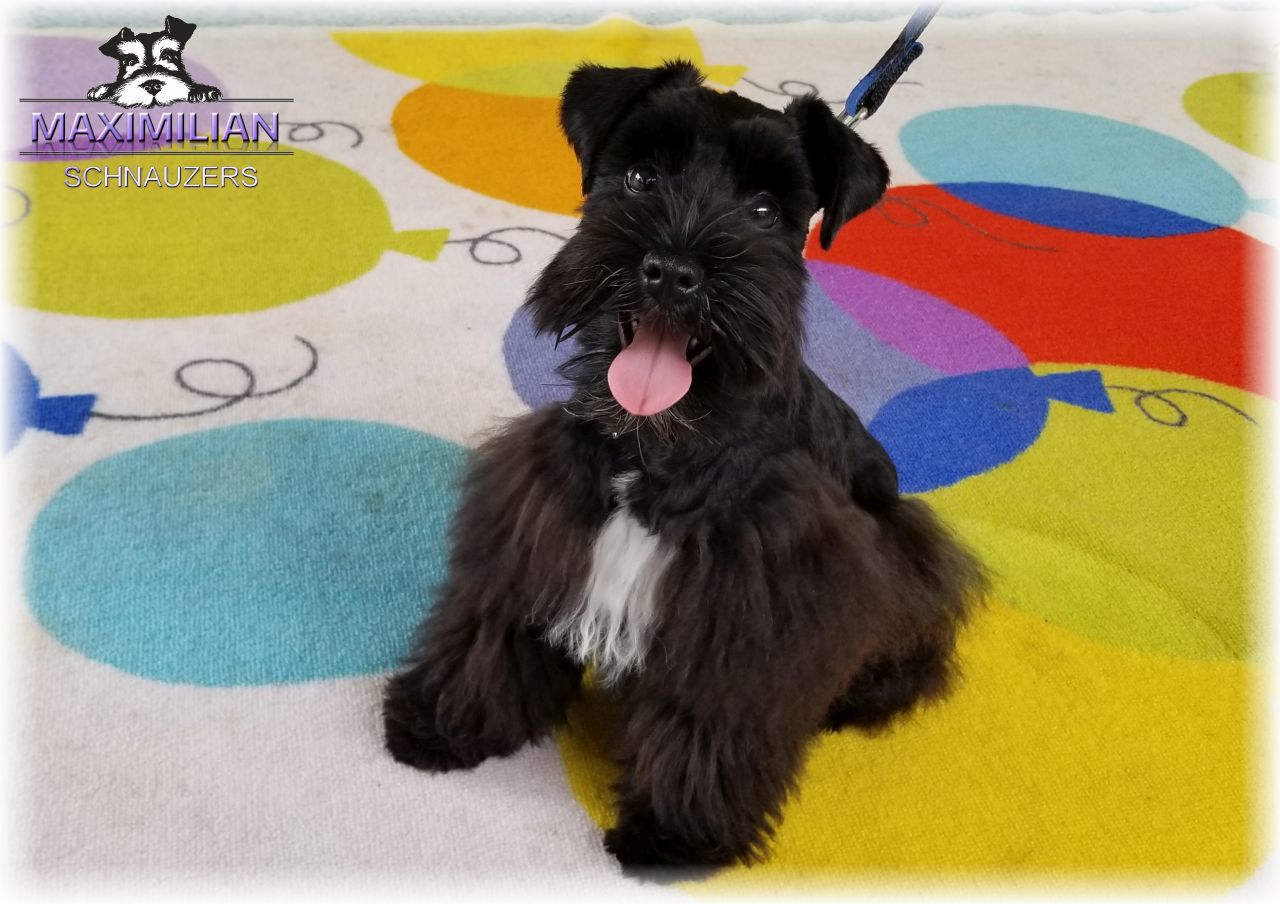 Available Puppies - Miniature Schnauzer Puppies For Sale