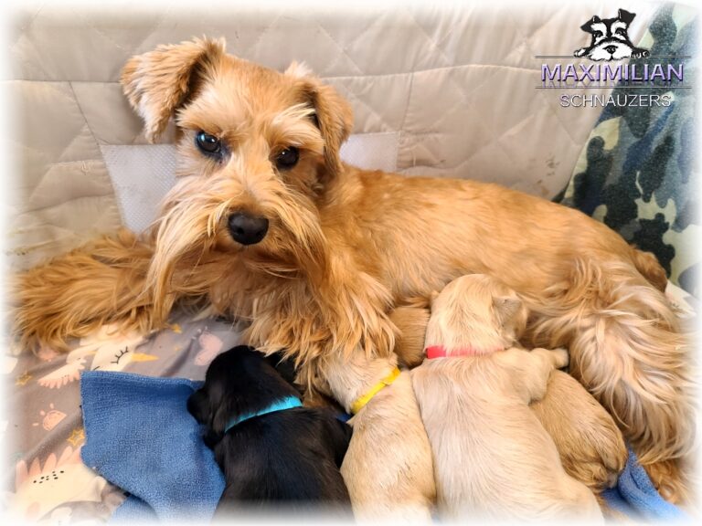 Available Puppies - Miniature Schnauzer Puppies For Sale