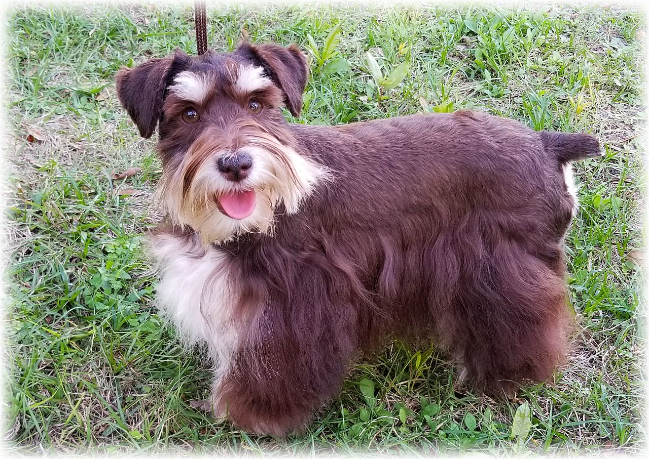 Available Puppies - Miniature Schnauzer Puppies For Sale
