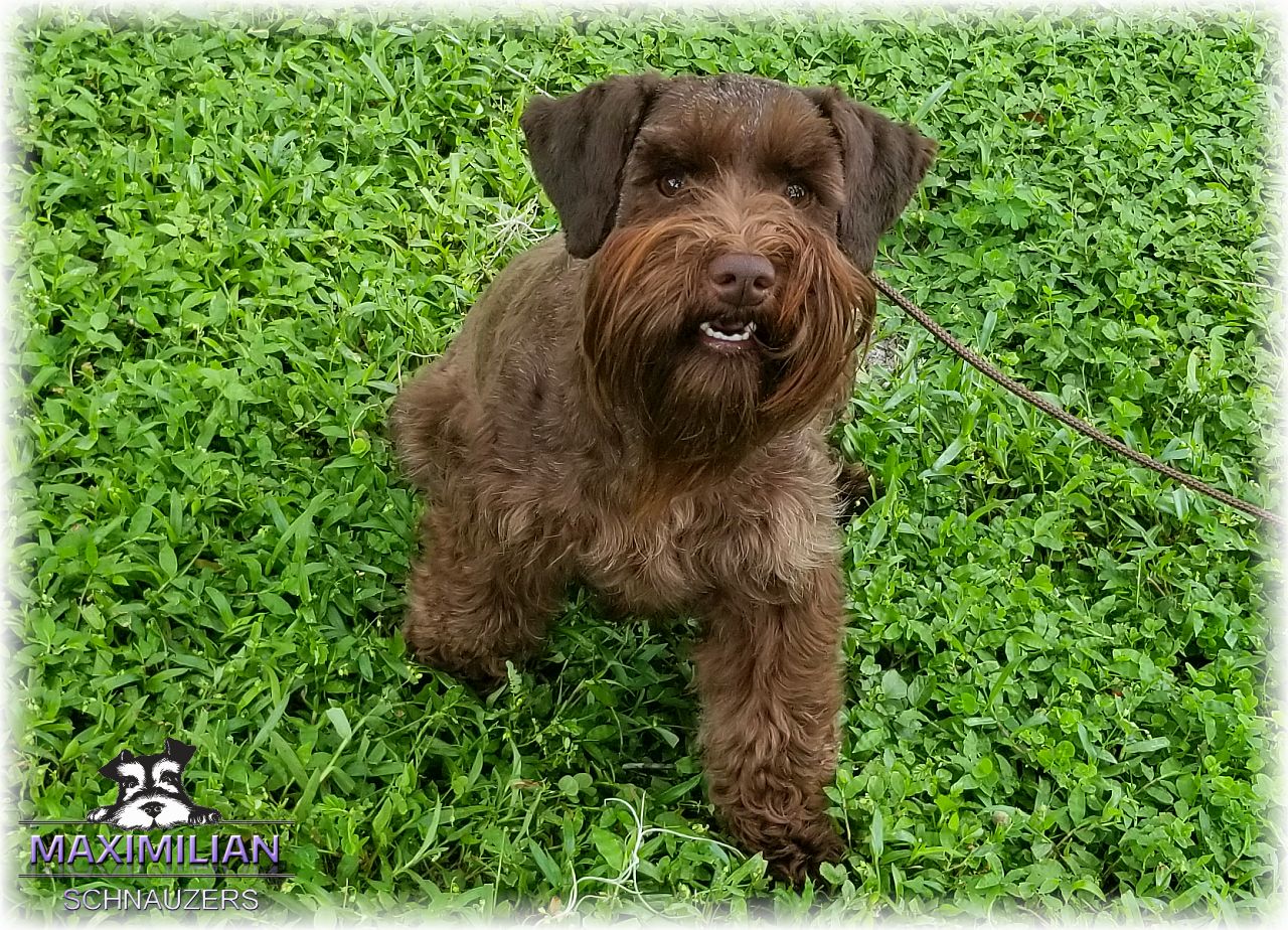 Available Puppies - Miniature Schnauzer Puppies For Sale