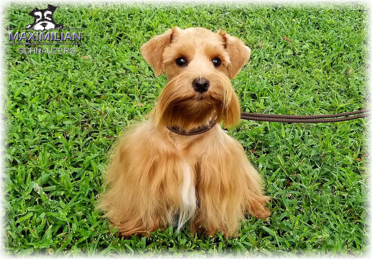 Available Puppies - Miniature Schnauzer Puppies For Sale