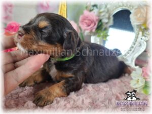 Available Puppies - Miniature Schnauzer Puppies For Sale