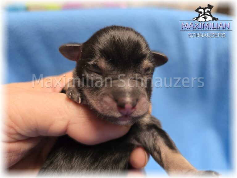 Available Puppies - Miniature Schnauzer Puppies For Sale