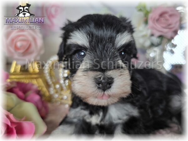 Available Puppies - Miniature Schnauzer Puppies For Sale